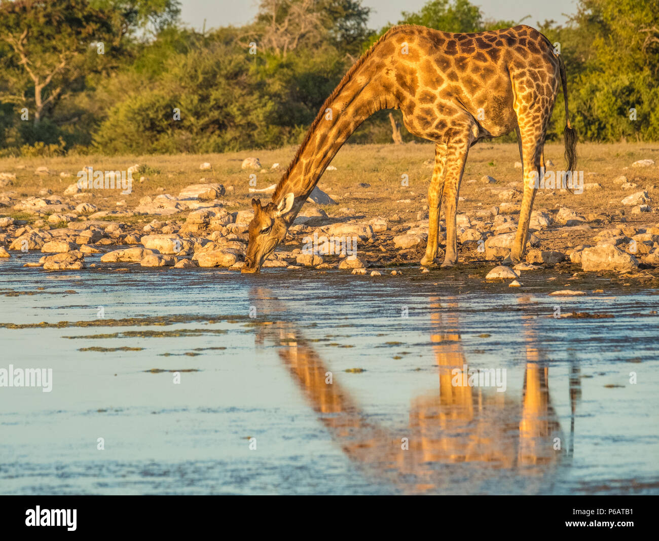 Giraffes kneeling at the Klein Namutoni waterhole to quench their thirst, Etosha National Park ...