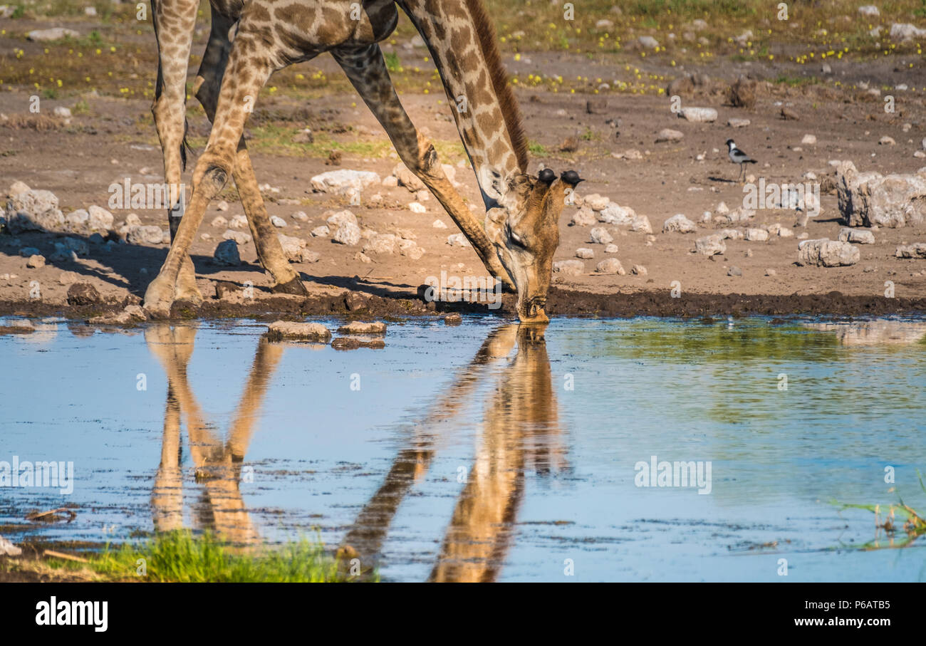 Giraffes kneeling at the Klein Namutoni waterhole to quench their thirst, Etosha National Park ...