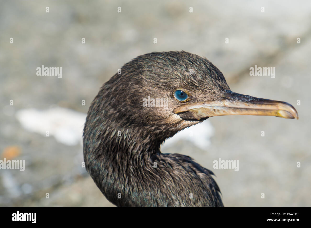 A cormorant on a beach near Walvis Bay (Walvisbaai, Walfischbucht ...