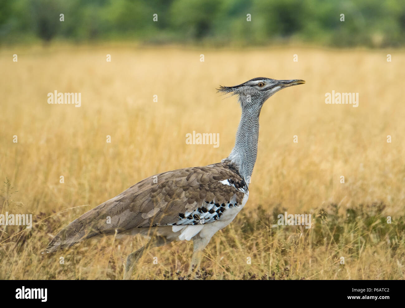 Snake Catching Bird High Resolution Stock Photography and Images - Alamy