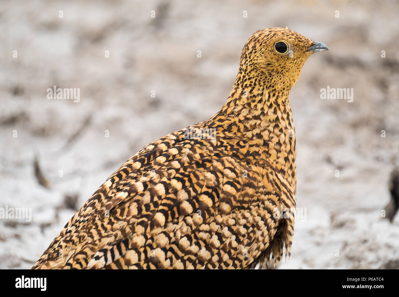Namaqua sandgrouse in the grasslands near Namutoni, Etosha National ...