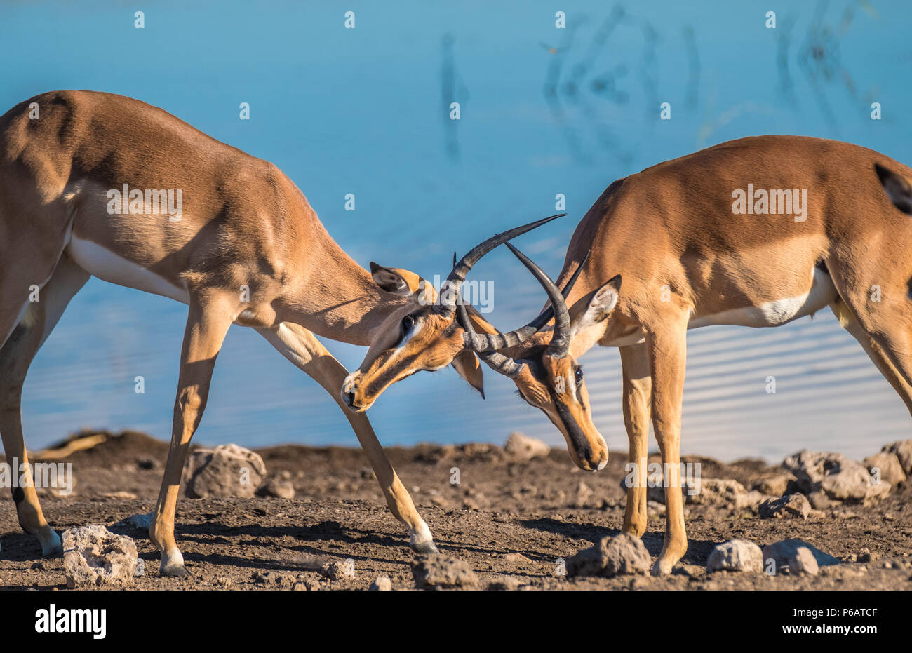 Black faced impalas hi-res stock photography and images - Alamy