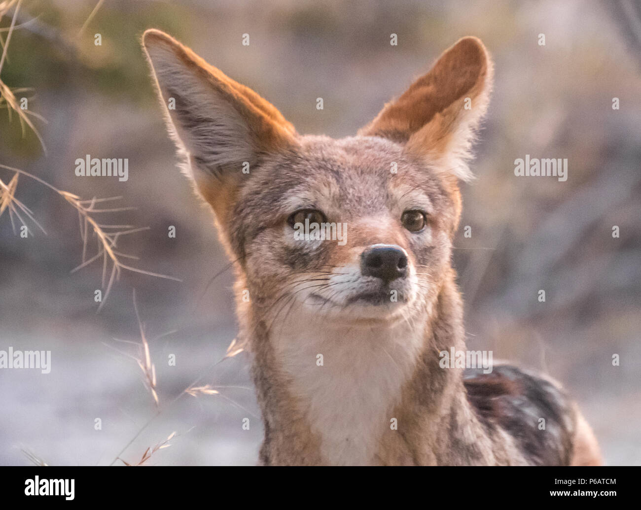 A friendly cape fox pair approaches my tent, Onguma Reserve, Etosha ...