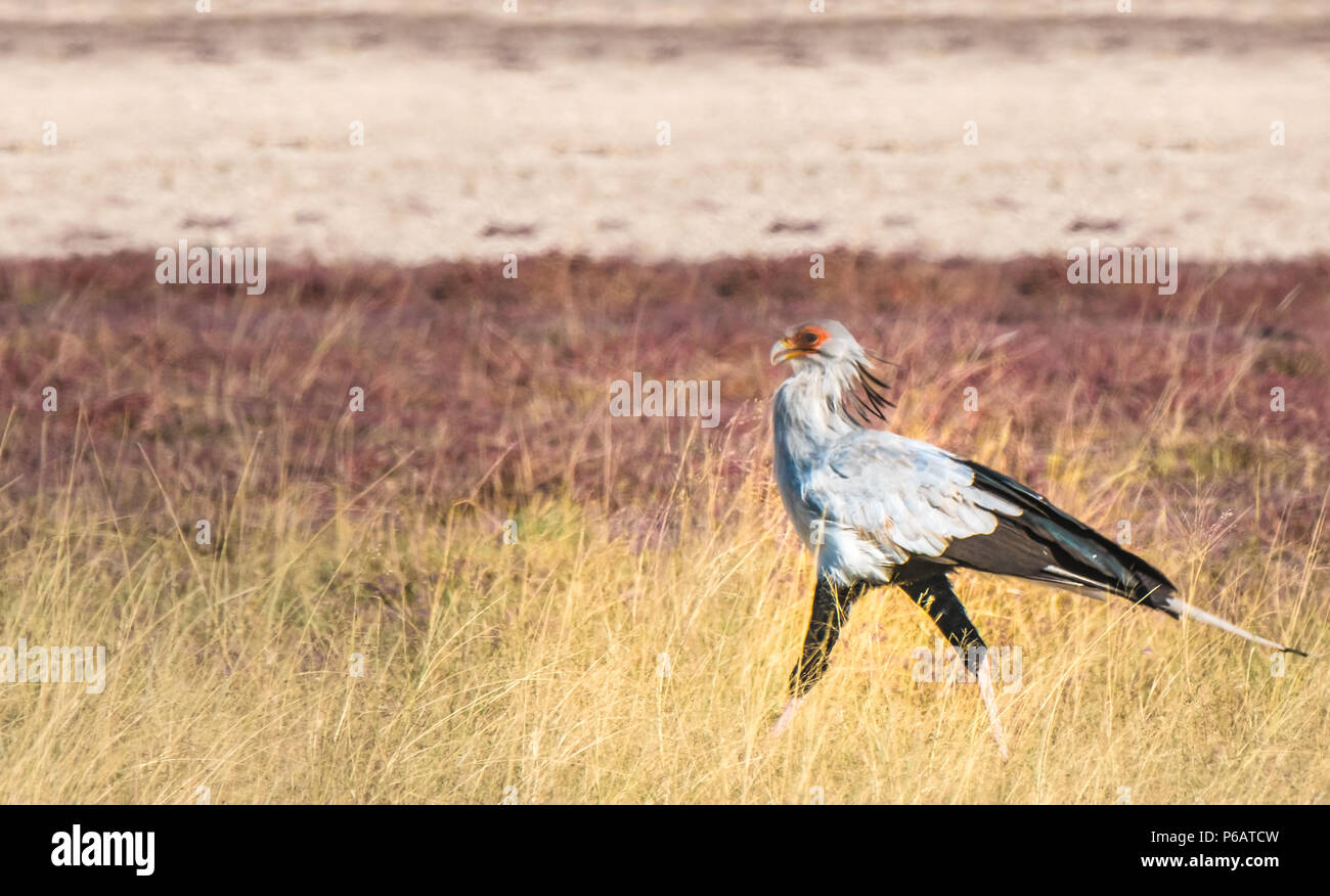 Secretary Bird Snake Stock Photos & Secretary Bird Snake Stock Images ...