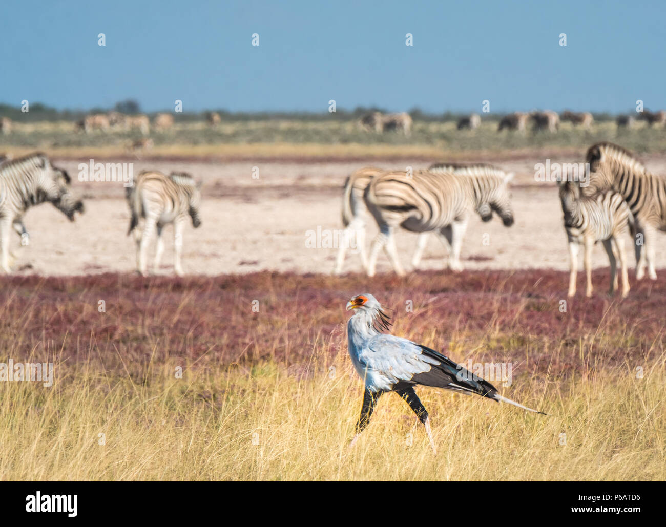 Secretary bird snake hi-res stock photography and images - Alamy