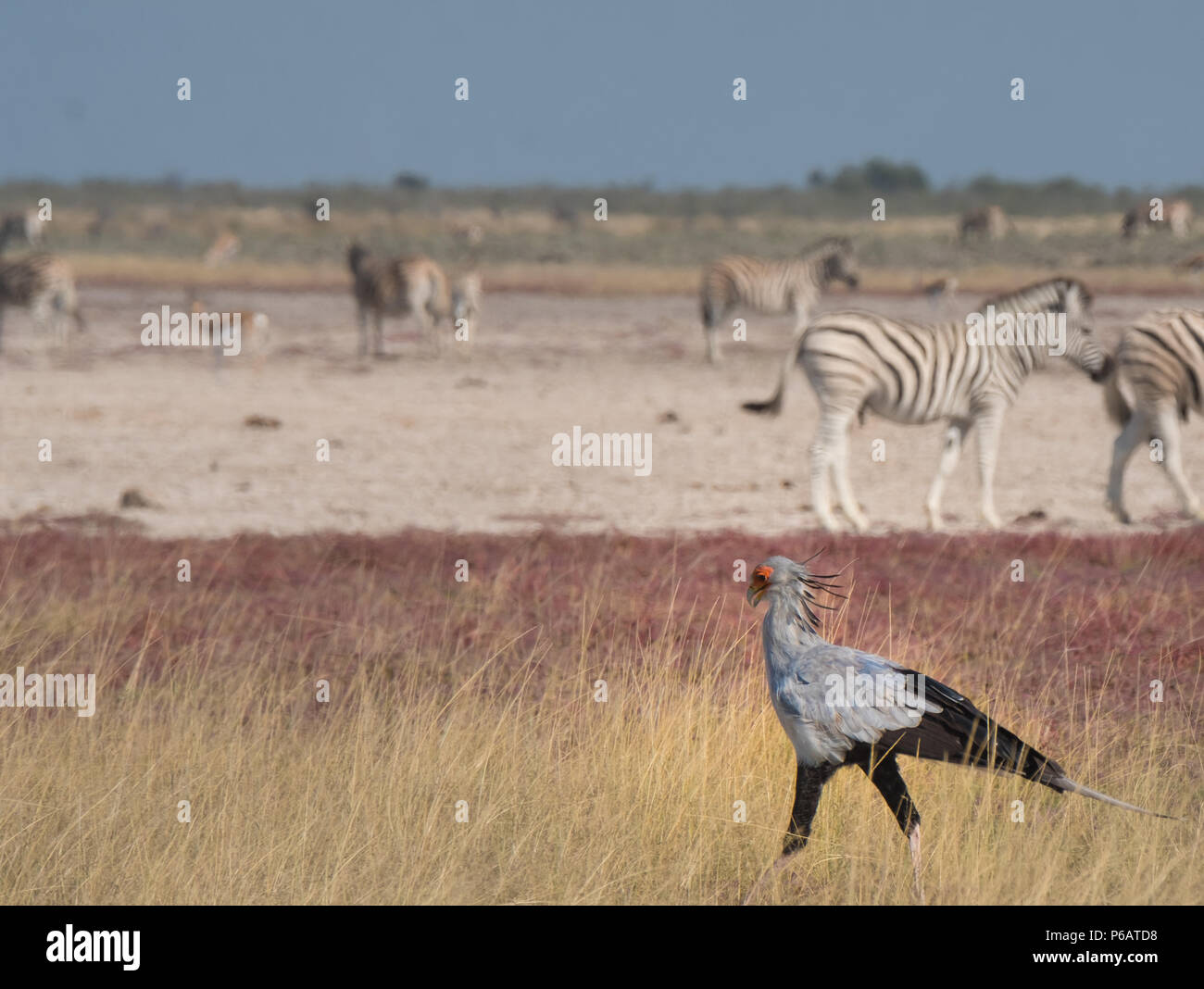 Secretary bird snake hi-res stock photography and images - Alamy