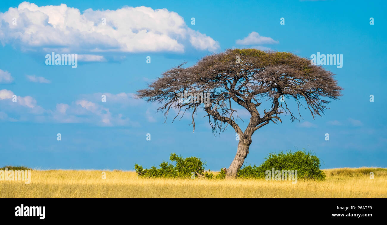 Single acacia tree growing in the sueda waterhole in the middle of ...