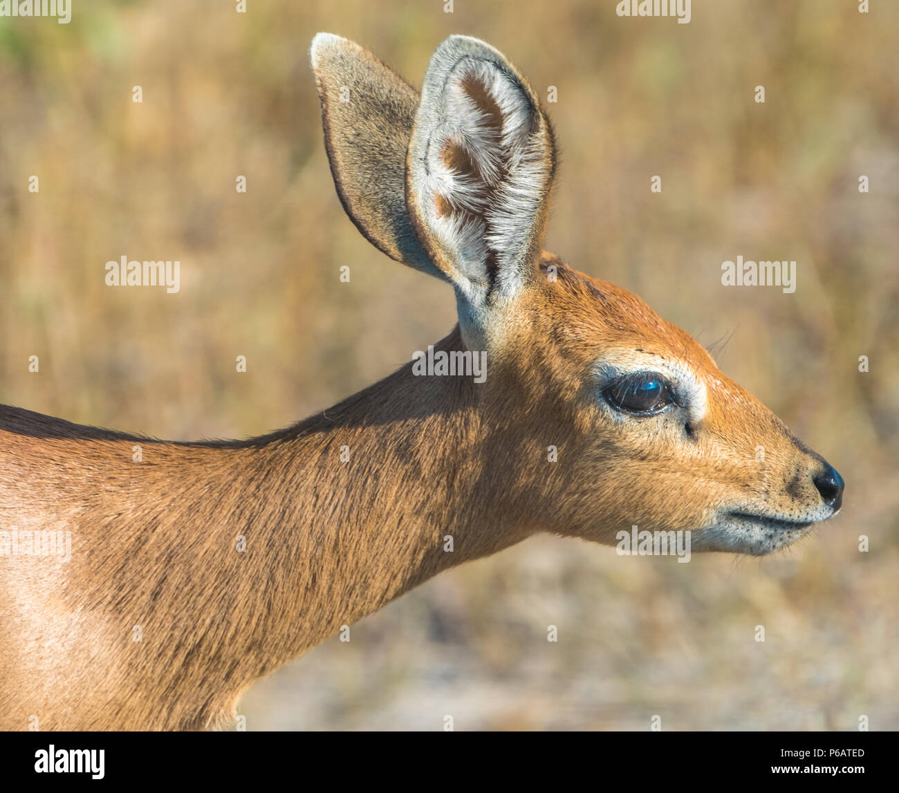 Private park mammal tourism hi-res stock photography and images - Alamy