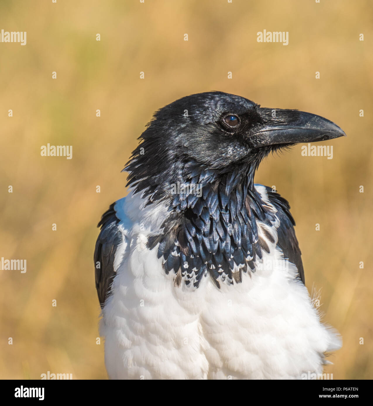 Sacre crow hi-res stock photography and images - Alamy