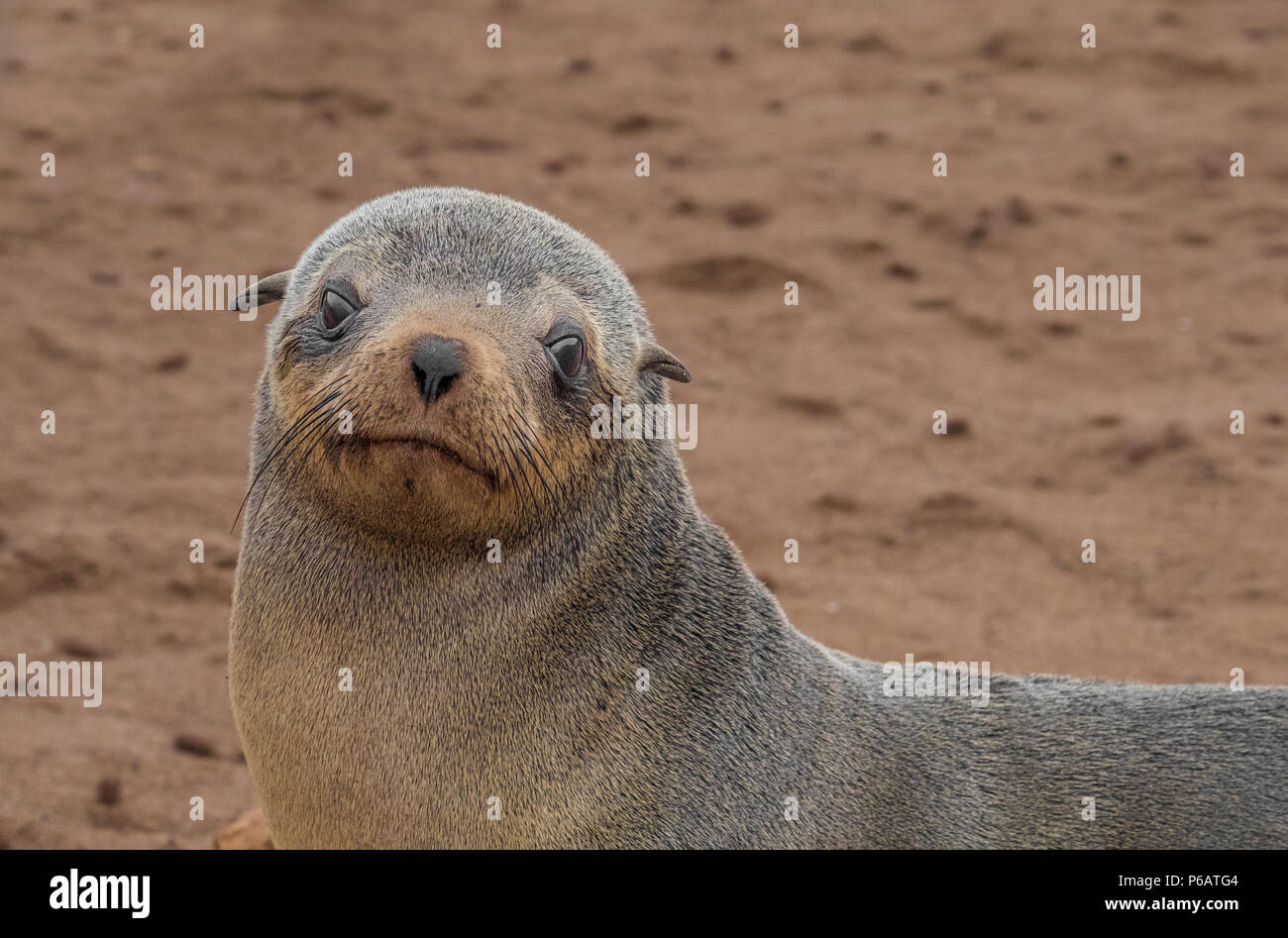 Cape Cross Seal Reserve in the South Atlantic in the Skeleton Coast ...