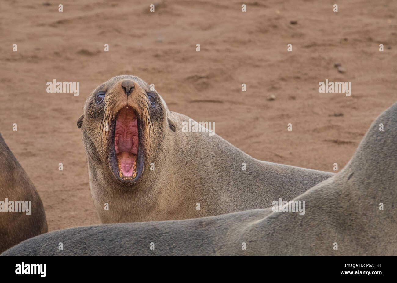 Cape Namibia Route High Resolution Stock Photography and Images - Alamy