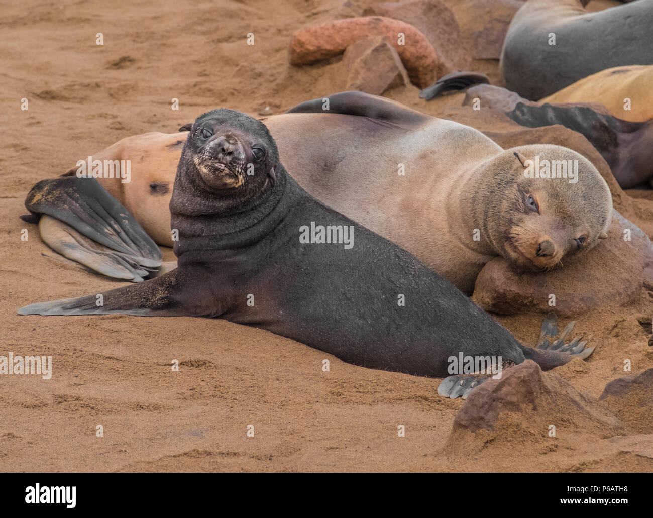 Cape Cross Seal Reserve in the South Atlantic in the Skeleton Coast ...