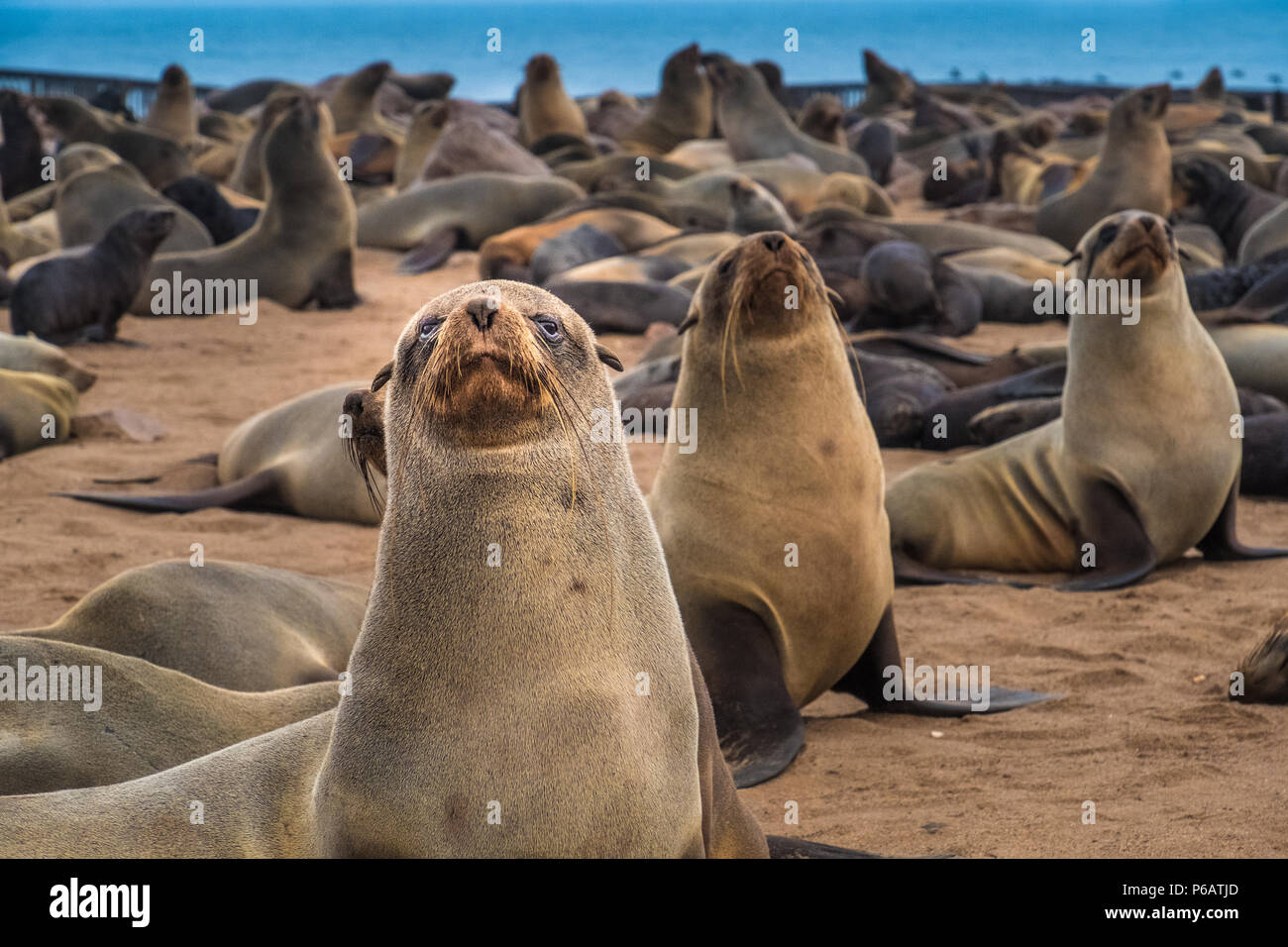 Cape Cross Seal Reserve in the South Atlantic in the Skeleton Coast ...