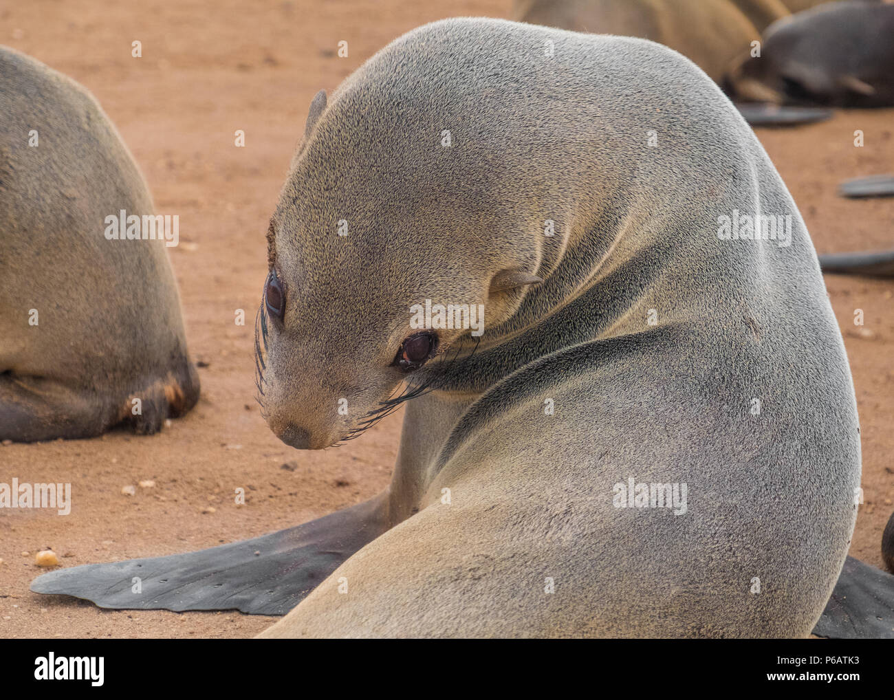 Cape Cross Seal Reserve in the South Atlantic in the Skeleton Coast ...