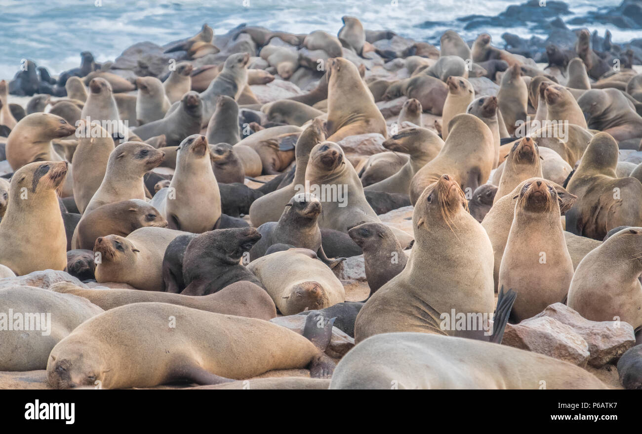 Cape Cross Seal Reserve in the South Atlantic in the Skeleton Coast ...