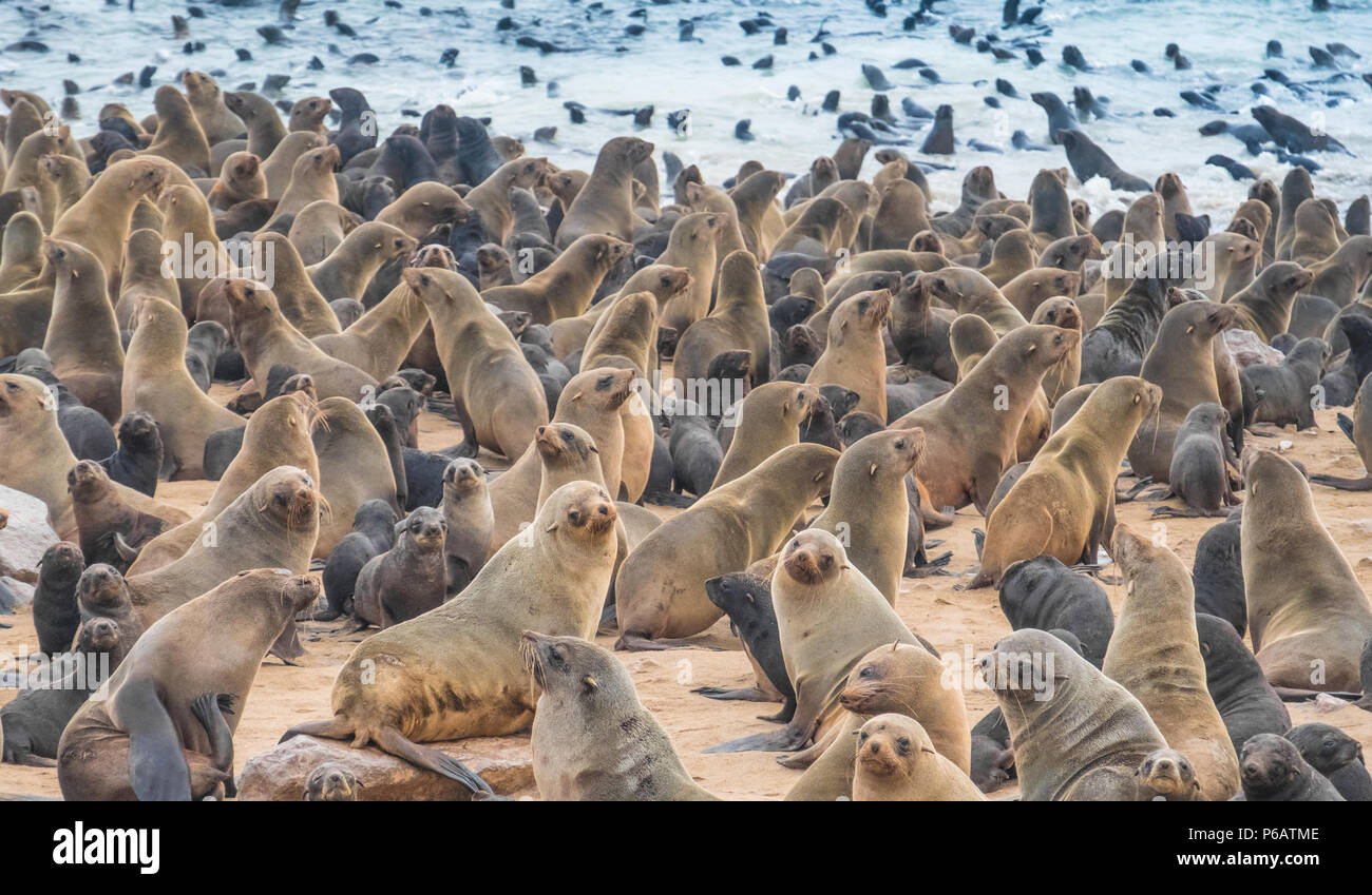 Cape Cross Seal Reserve in the South Atlantic in the Skeleton Coast ...