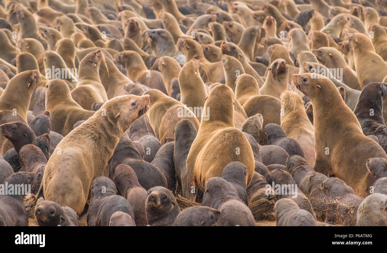 Cape Cross Seal Reserve in the South Atlantic in the Skeleton Coast ...