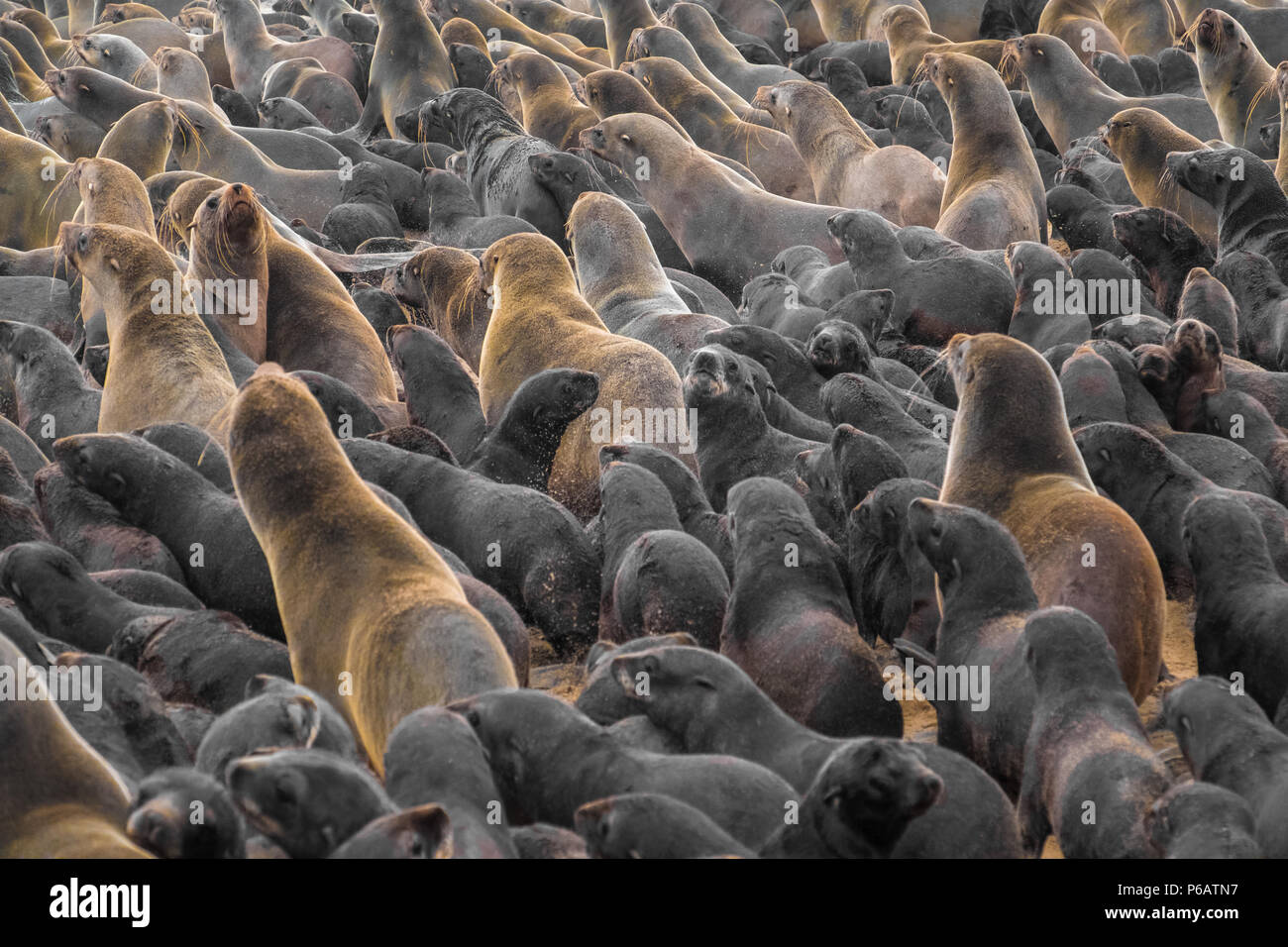 Cape Cross Seal Reserve in the South Atlantic in the Skeleton Coast ...
