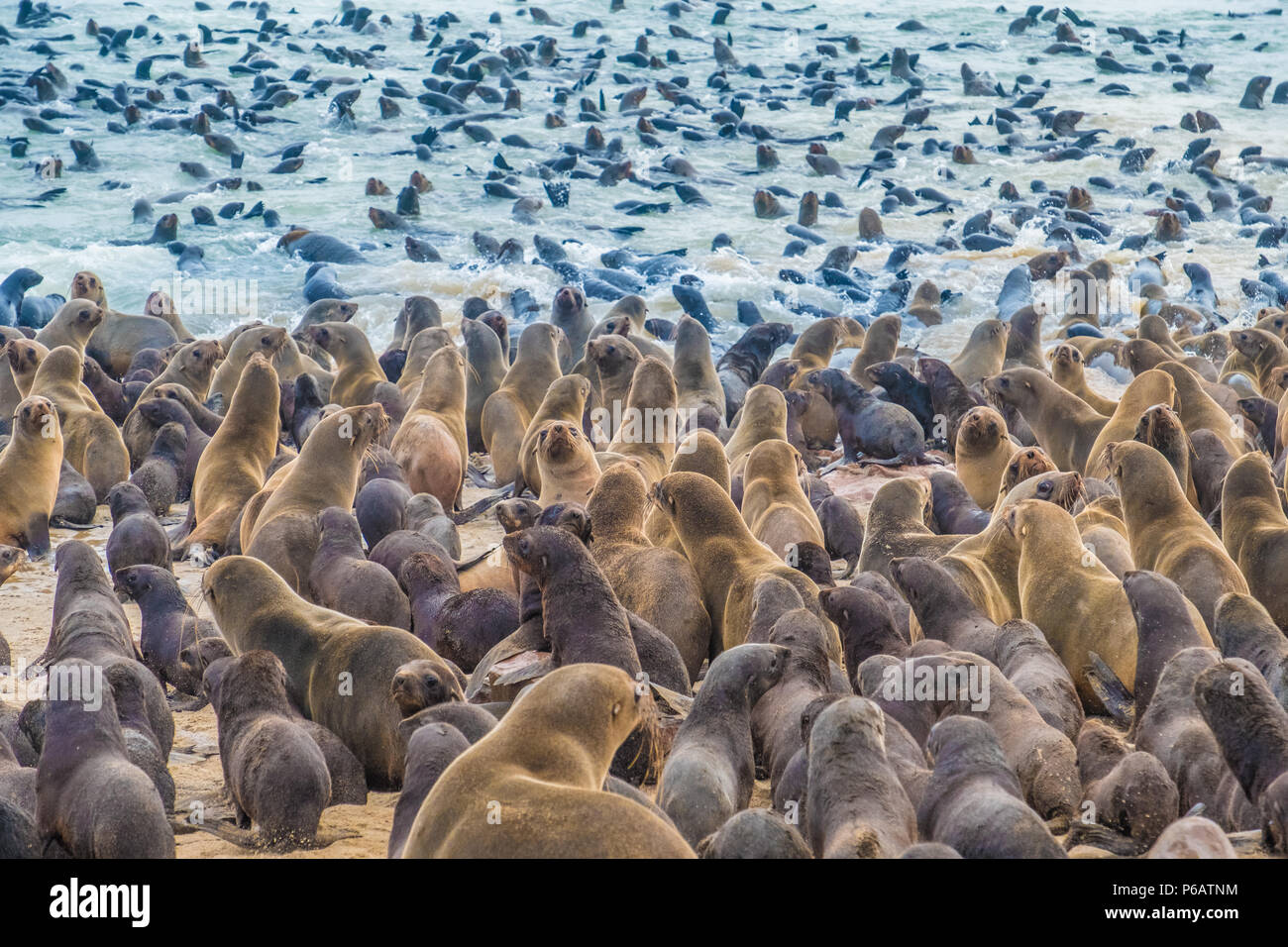 Cape Cross Seal Reserve in the South Atlantic in the Skeleton Coast ...