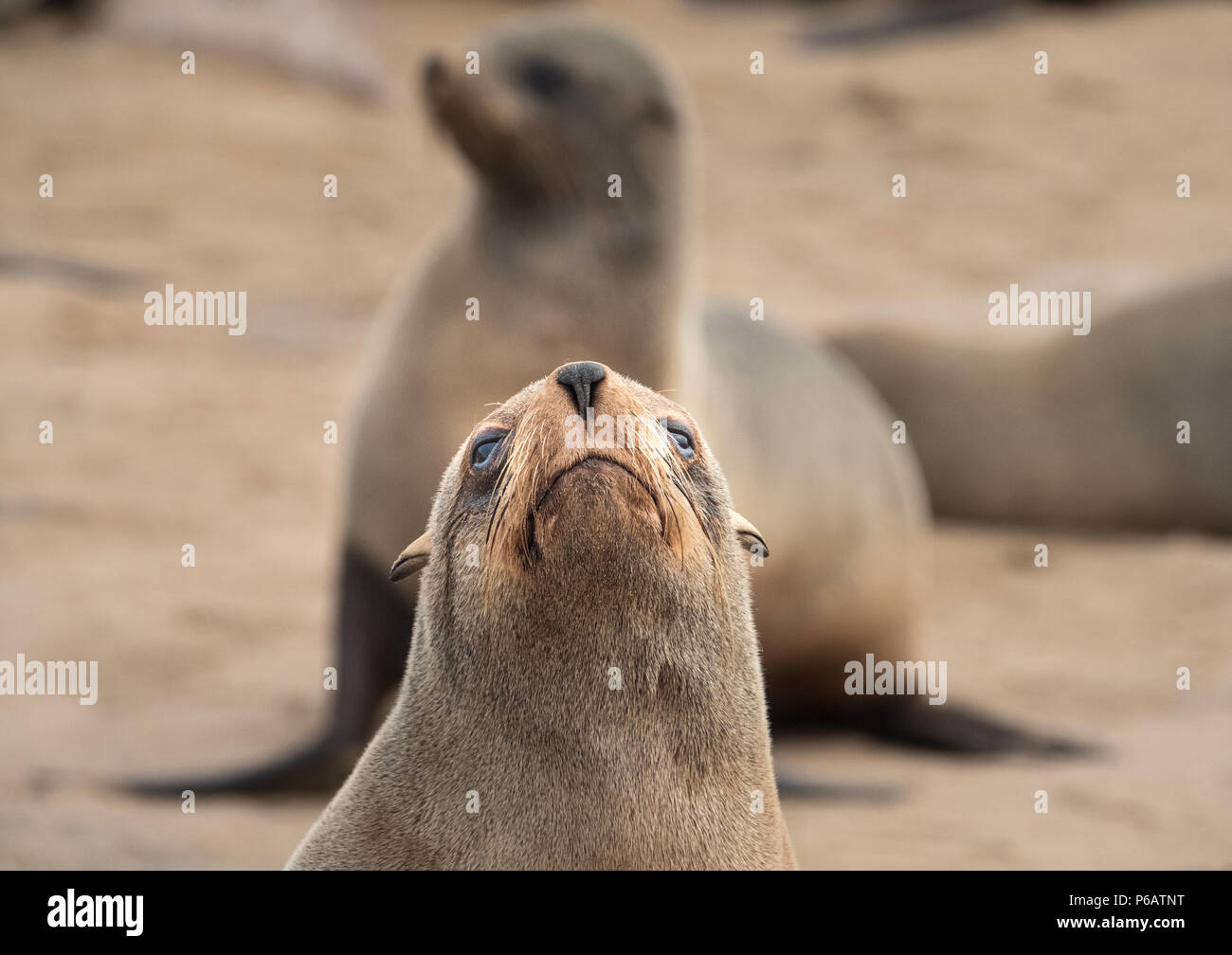 Cape Cross Seal Reserve in the South Atlantic in the Skeleton Coast ...
