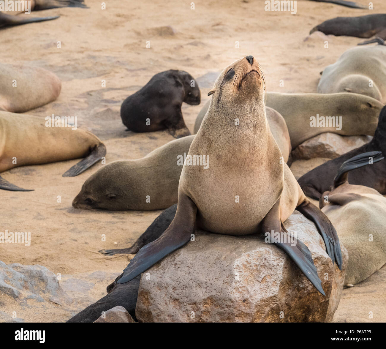 Cape Cross Seal Reserve in the South Atlantic in the Skeleton Coast ...