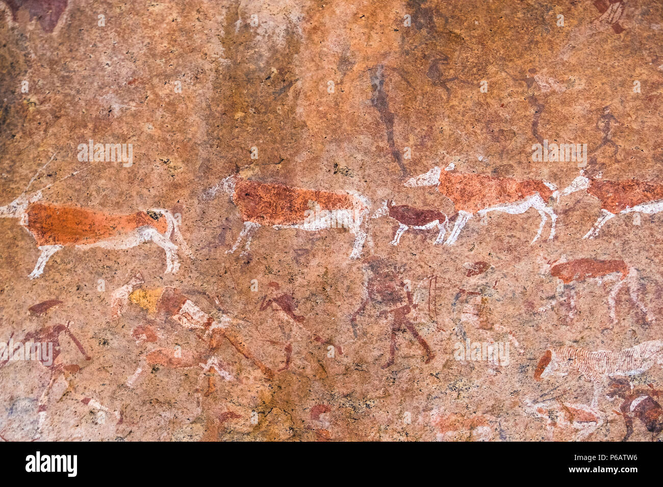Bushmen rock paintings in the Brandberg massif area in Namibia. A ...