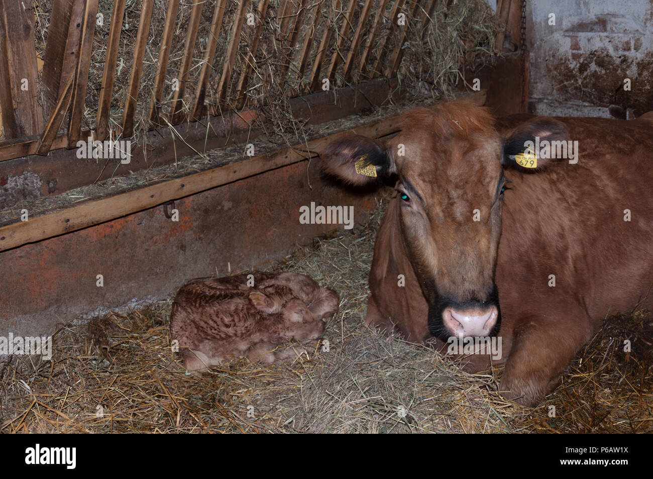 Finnish cattle breeds hi-res stock photography and images - Alamy