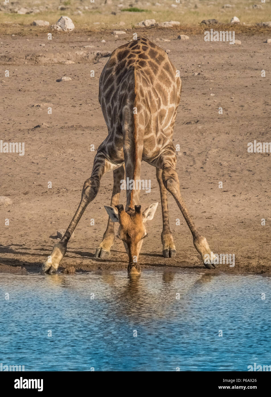 Giraffe kneeling hi-res stock photography and images - Alamy