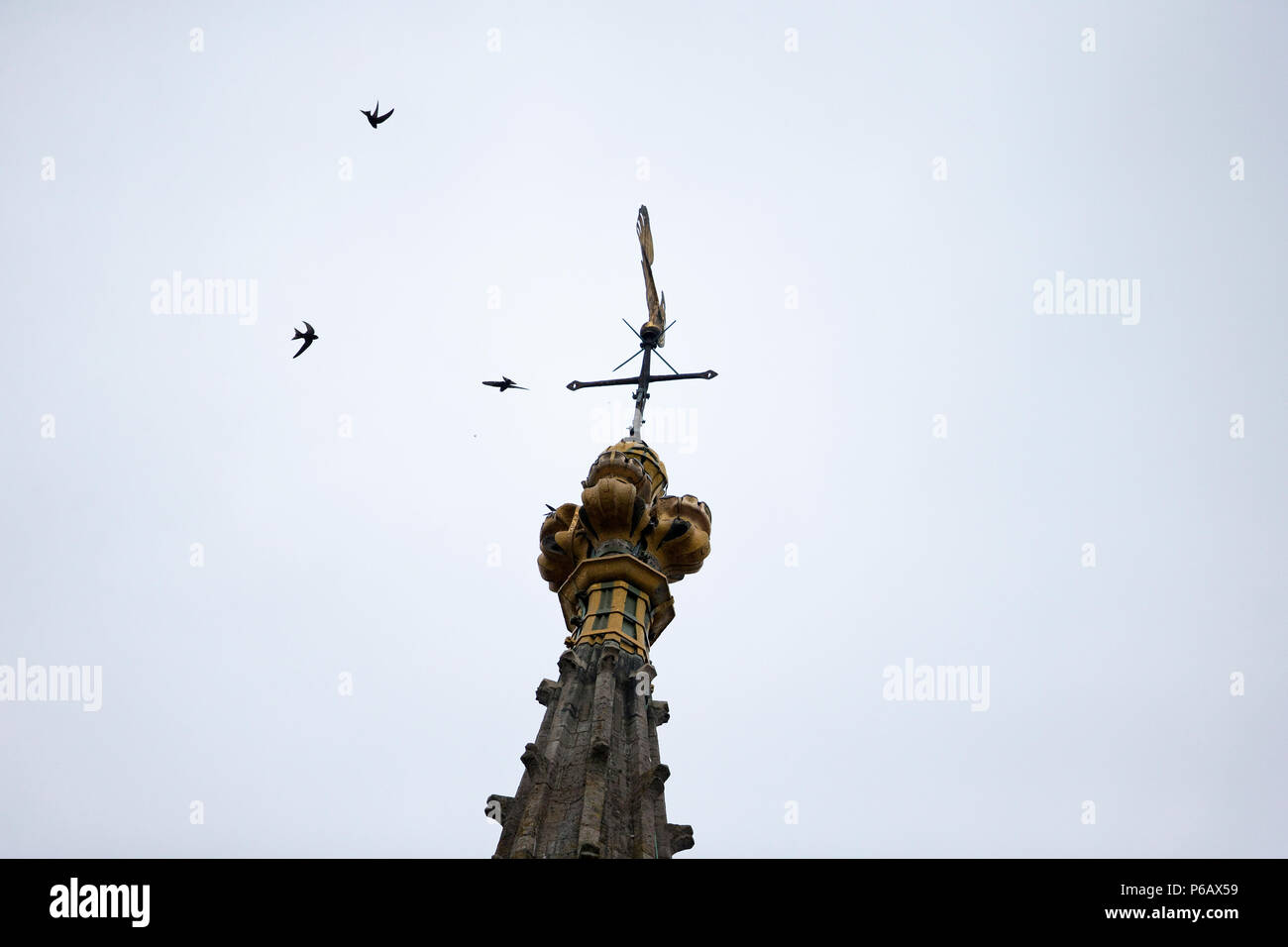 Swift apus flock hi-res stock photography and images - Alamy