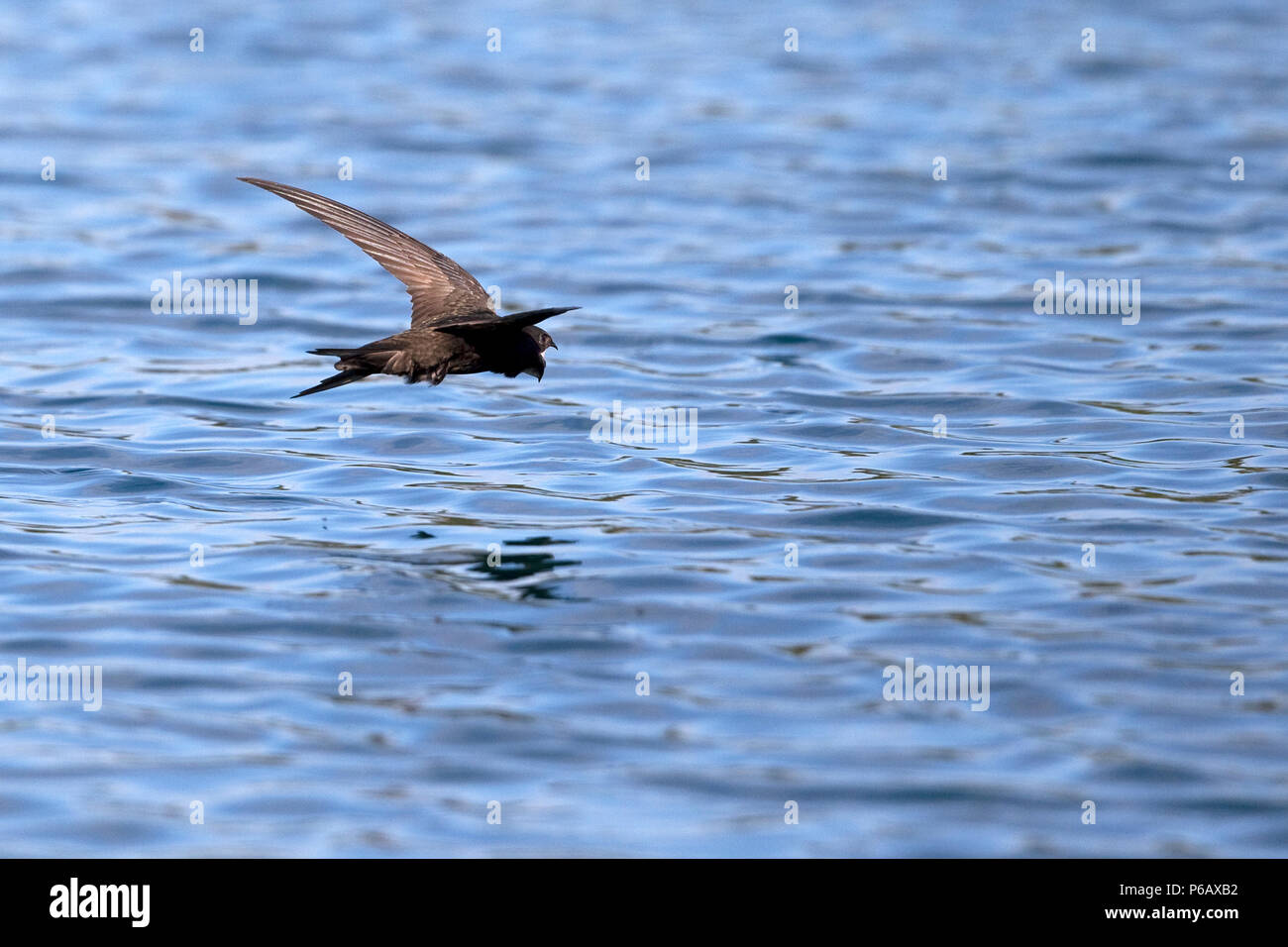 Common Swift (Apus apus Stock Photo - Alamy