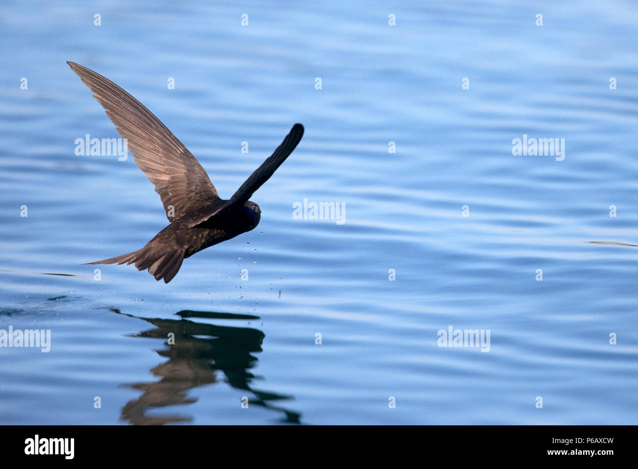 Common Swift (Apus apus Stock Photo - Alamy