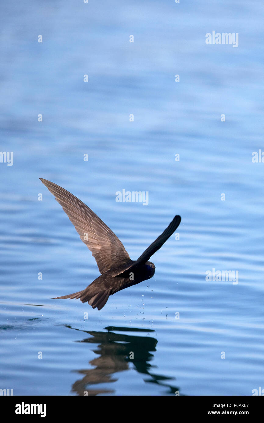 Common Swift (Apus apus Stock Photo - Alamy