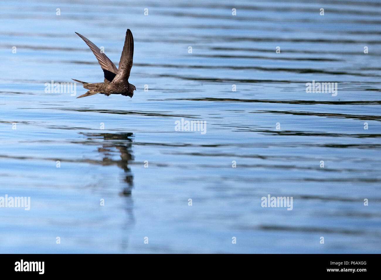 Common Swift (Apus apus Stock Photo - Alamy