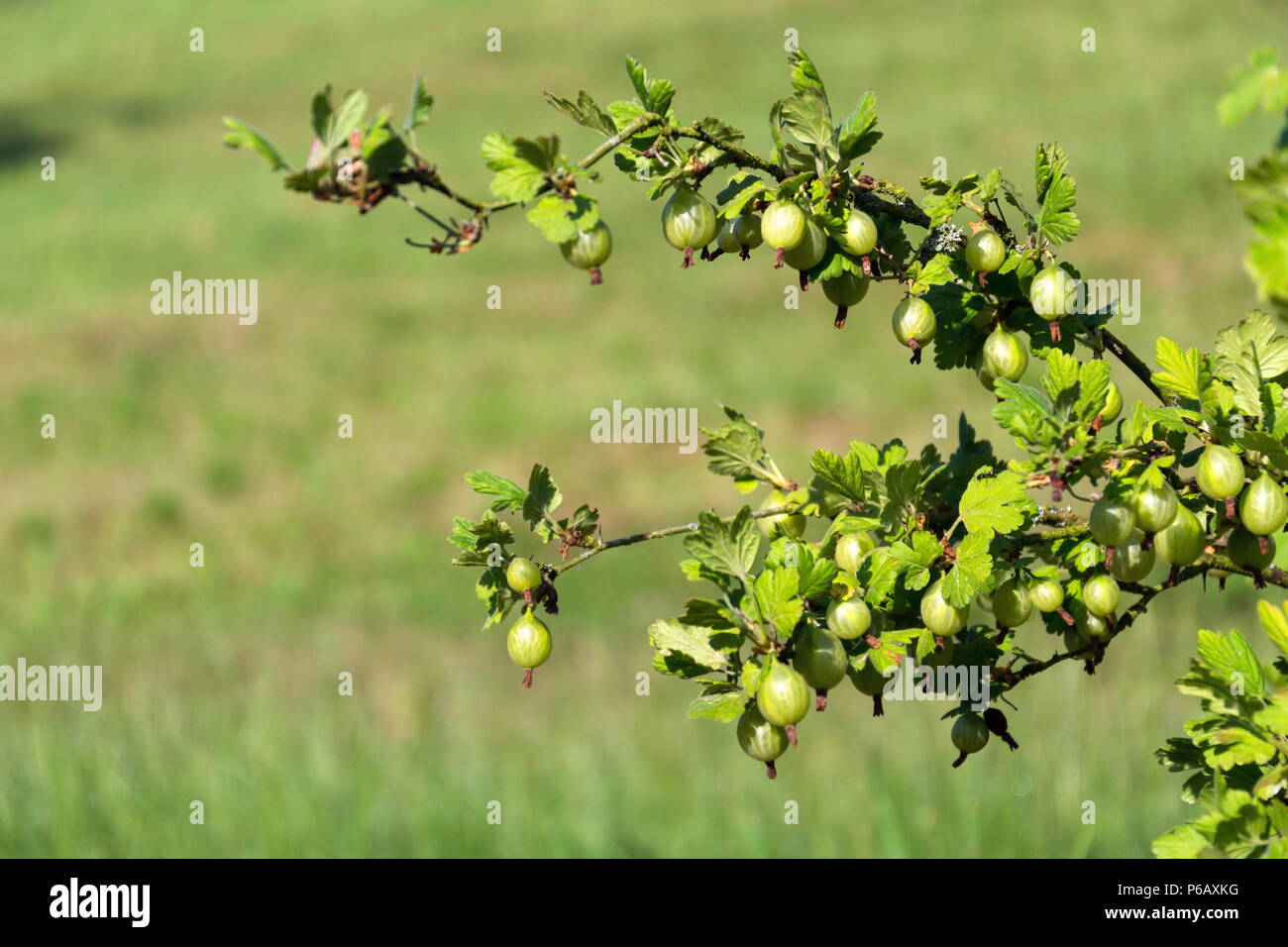 Bush ribes uva crispa hi-res stock photography and images - Alamy