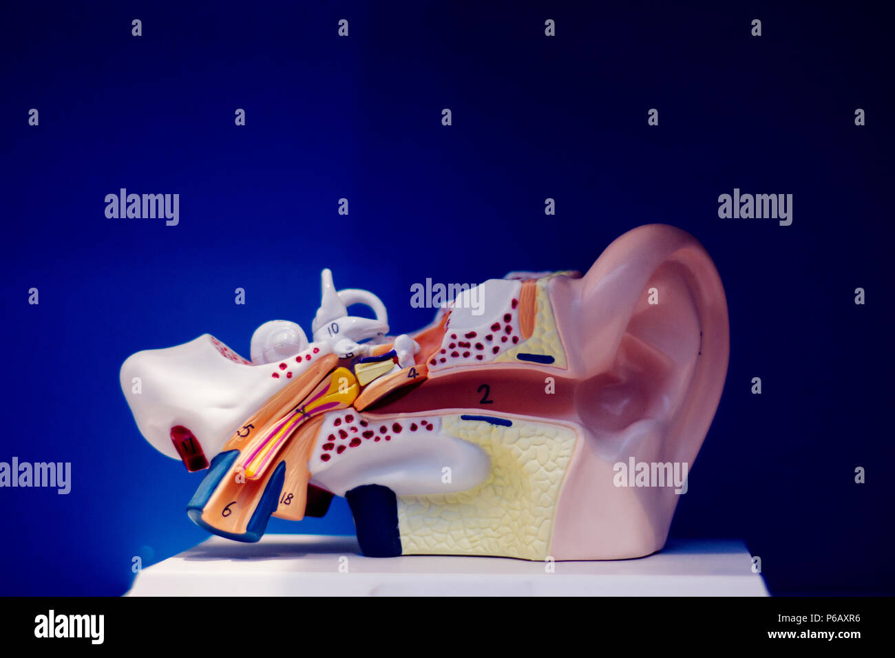 Medical audiologist ear deafness teaching plastic model for diagnosis ...