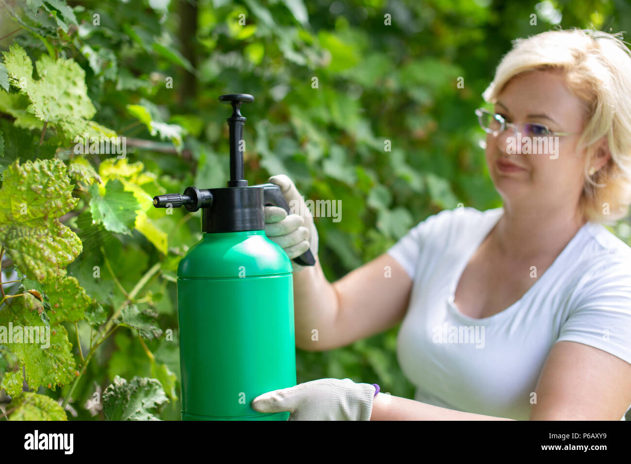 Spraying pesticide vineyard hi-res stock photography and images - Alamy