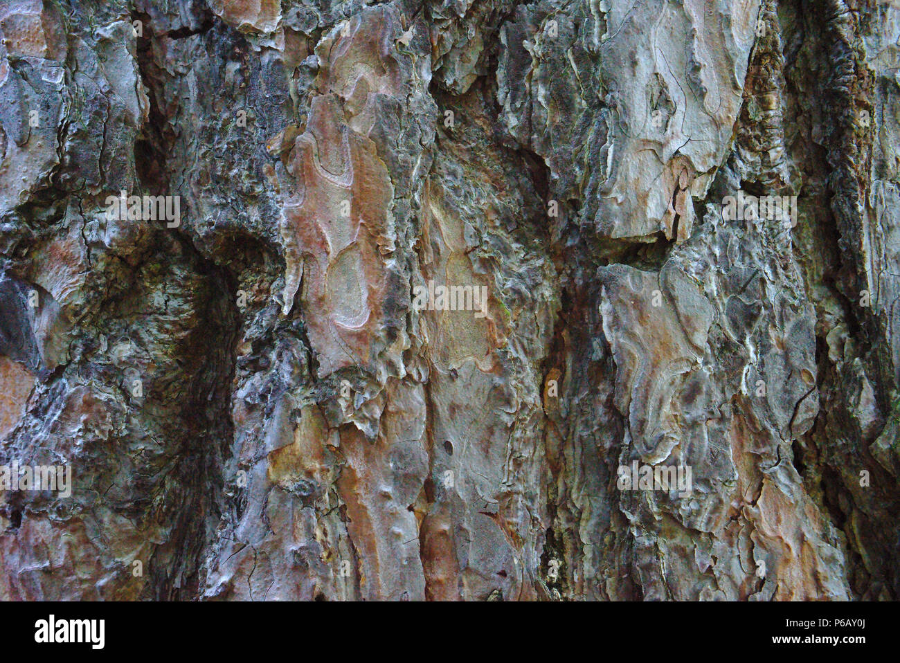 Fir bark hi-res stock photography and images - Alamy