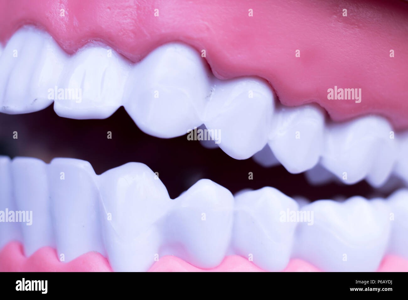 Dentist dental teeth teaching model showing each tooth and gum for ...