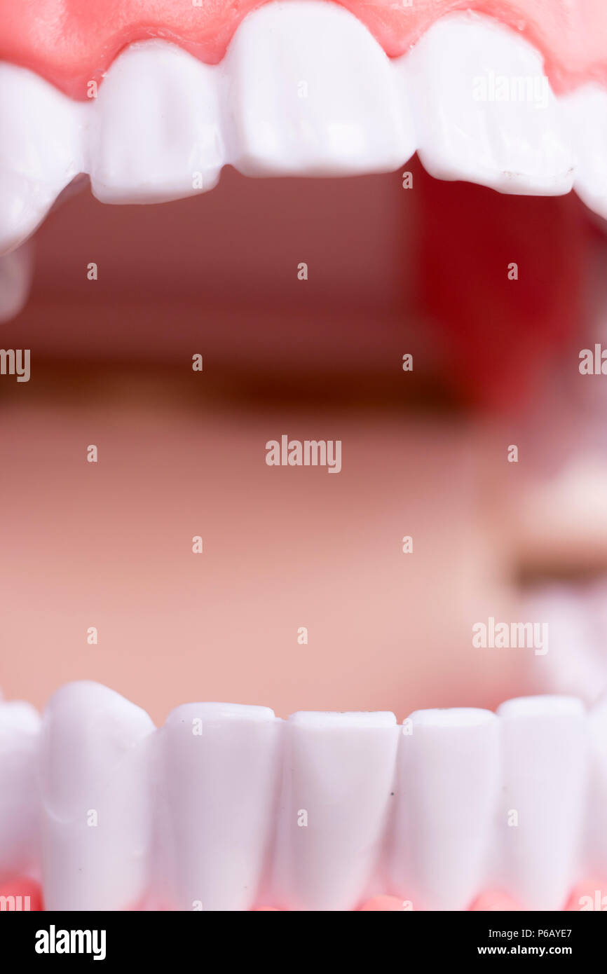 Dentist dental teeth teaching model showing each tooth and gum for ...