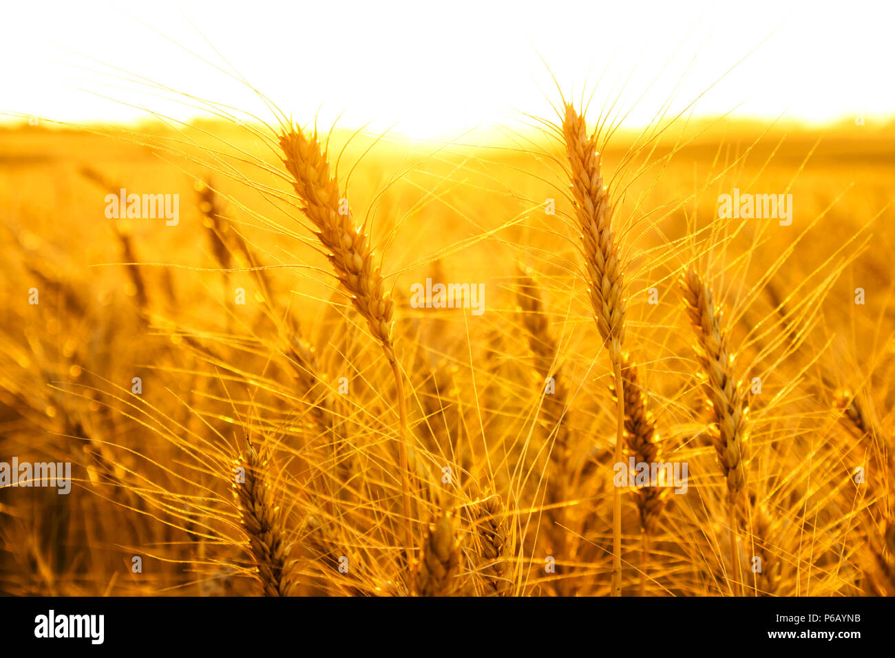 Grain field sunset light hi-res stock photography and images - Alamy