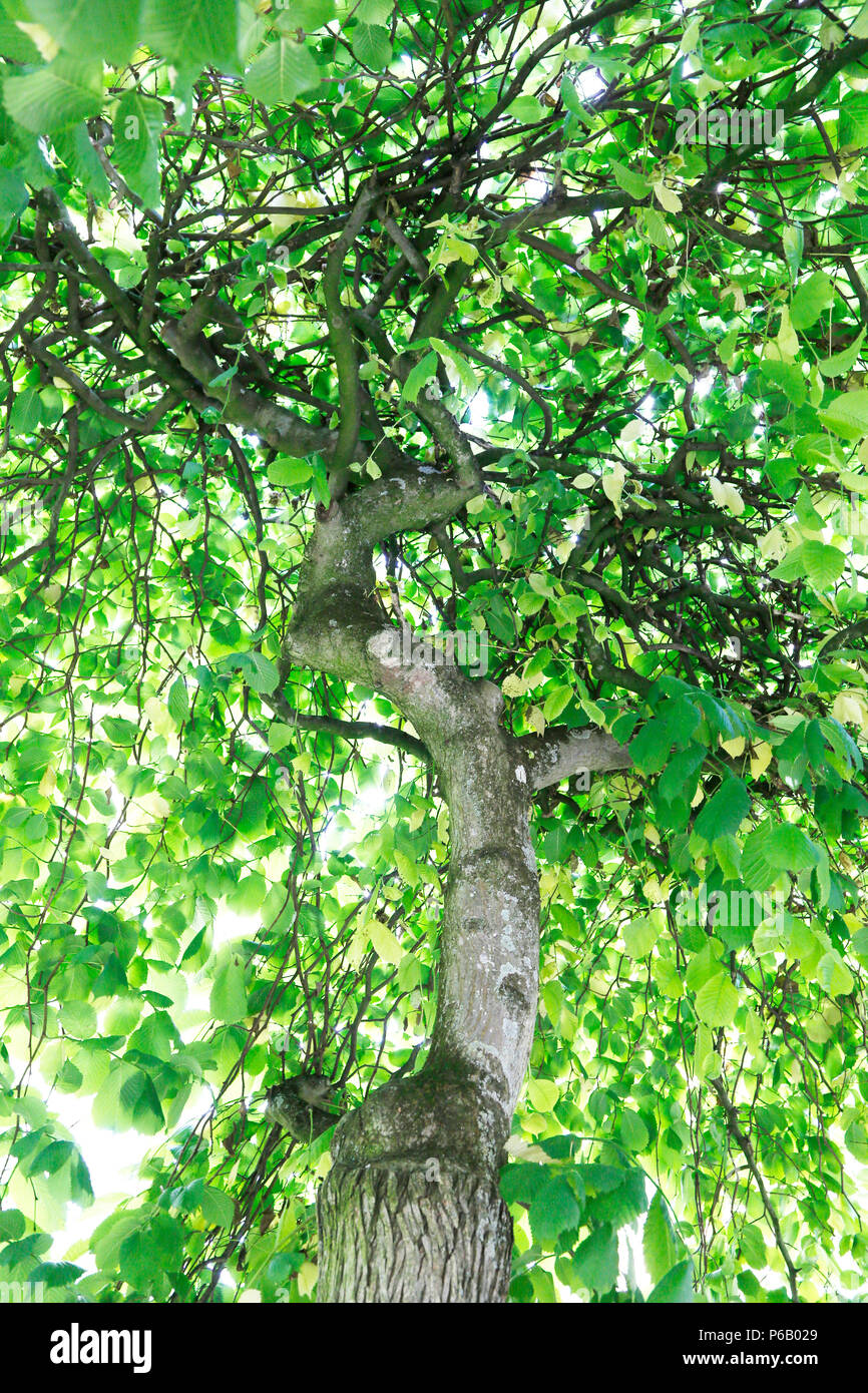 Weeping elm tree hi-res stock photography and images - Alamy