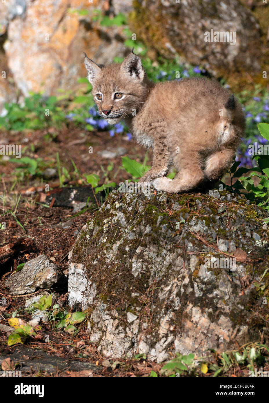Immature lynx hi-res stock photography and images - Alamy