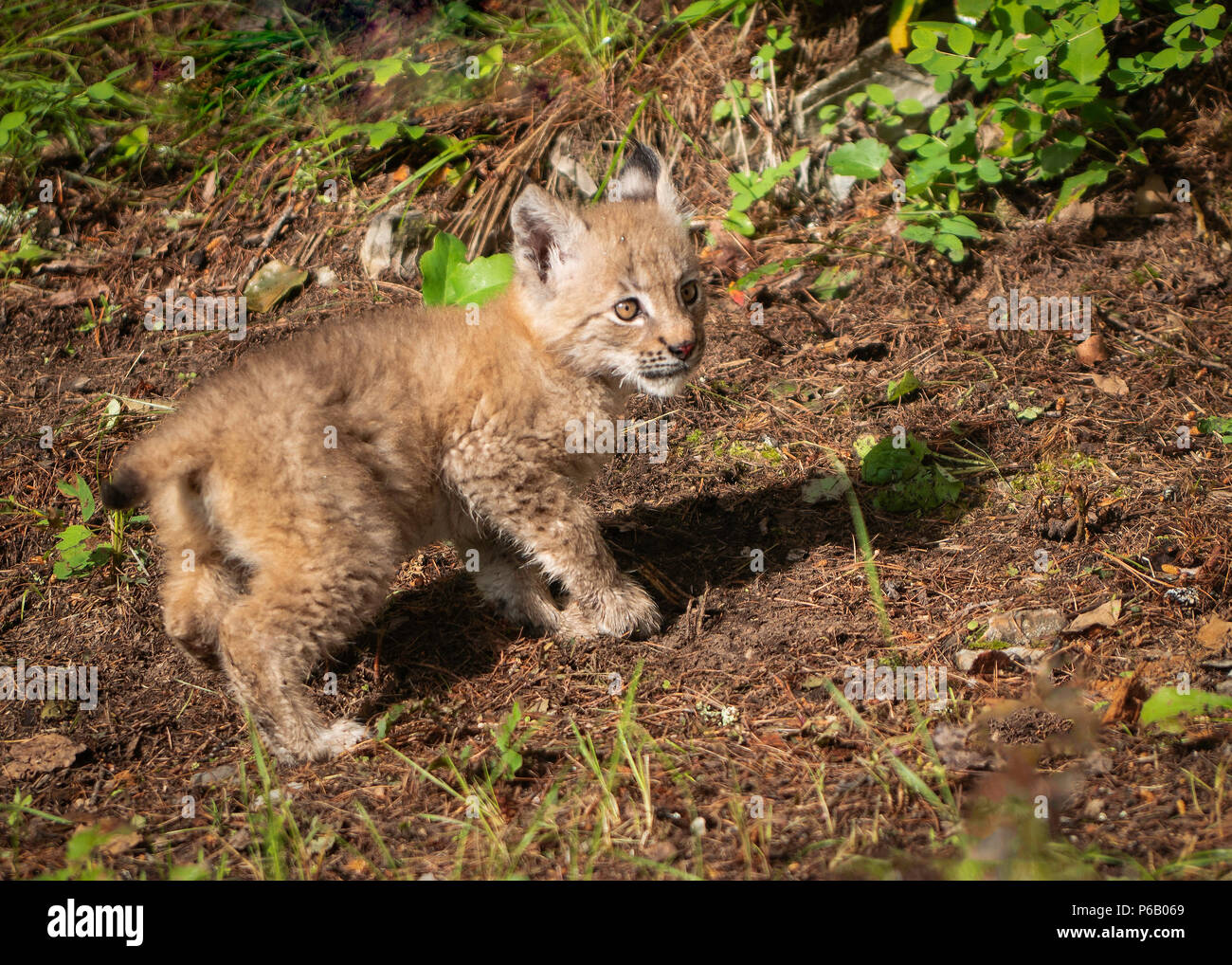 .Alert Little Lynx Stock Photo - Alamy