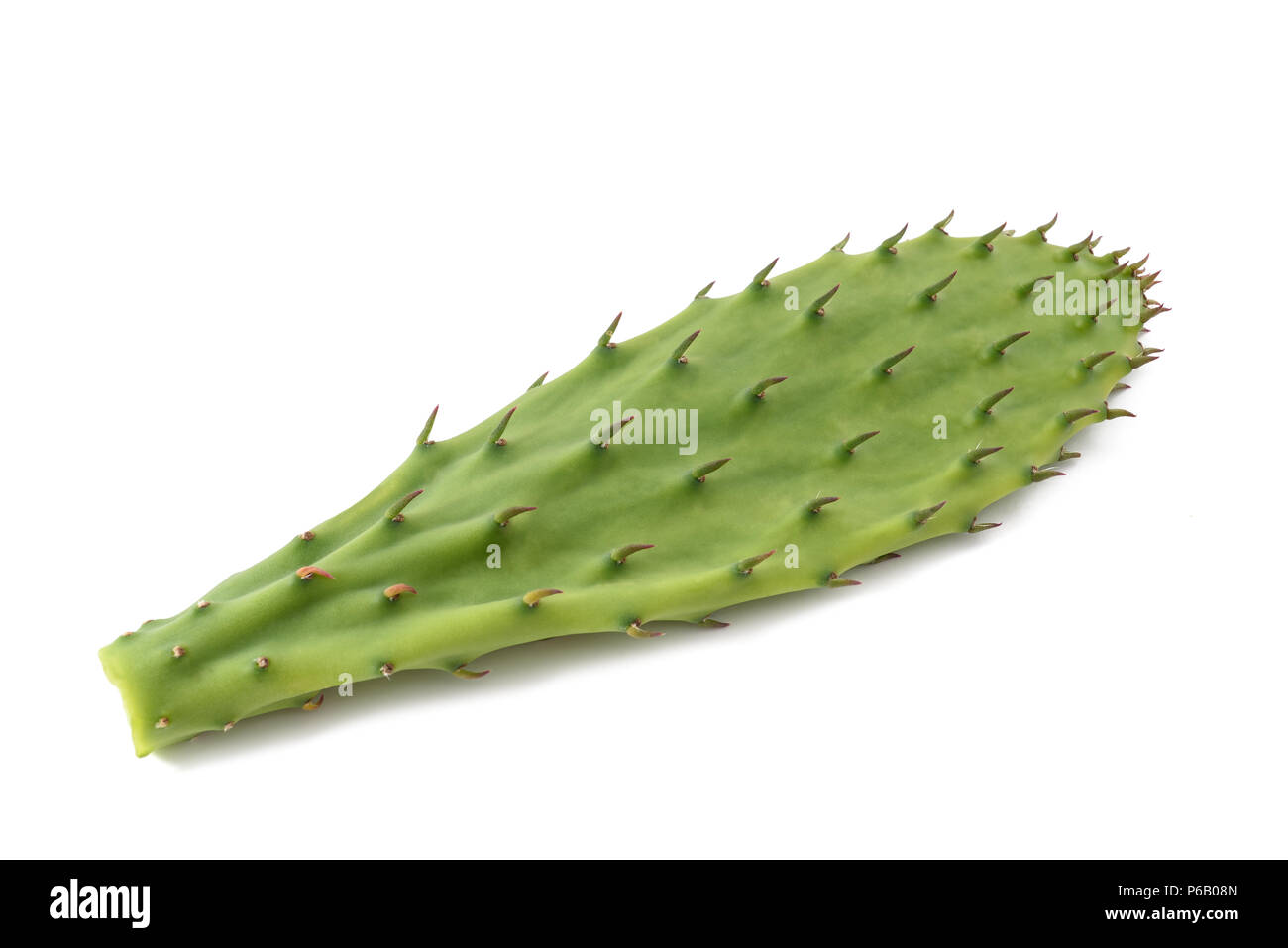 cactus leaf isolated on white Stock Photo - Alamy