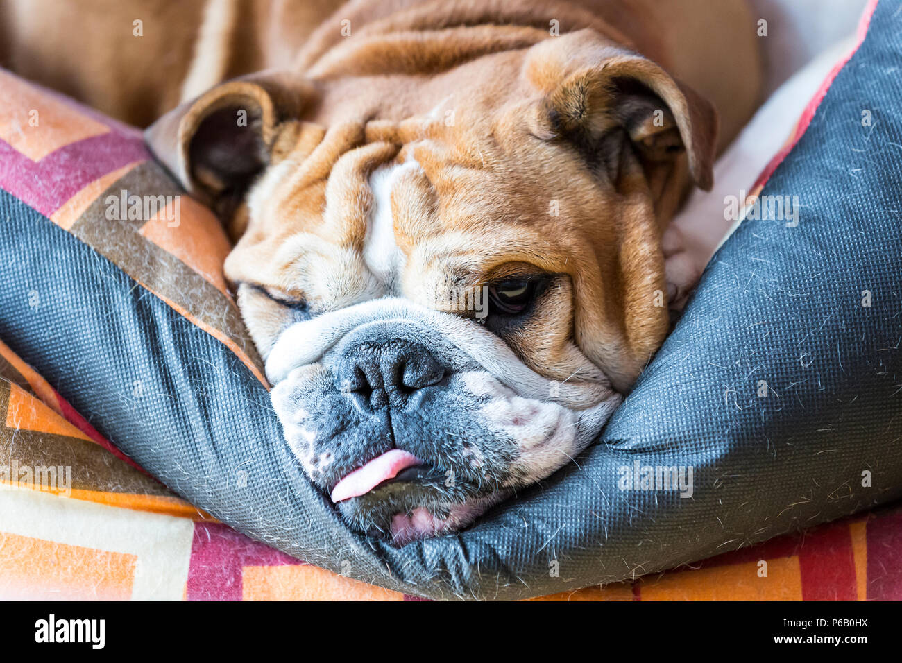 Sleeping Bulldog