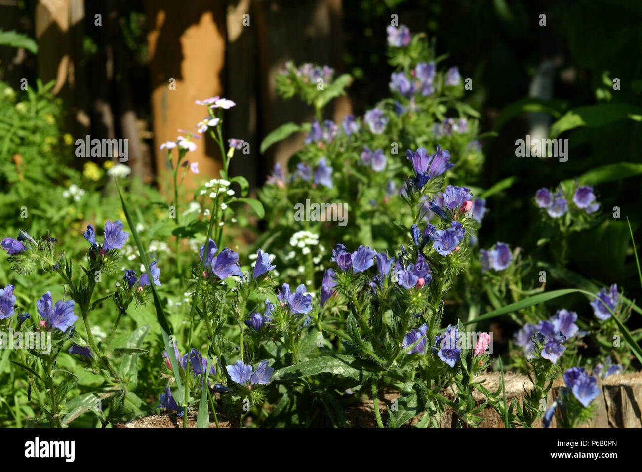 Vipers bugloss weeds hi-res stock photography and images - Alamy