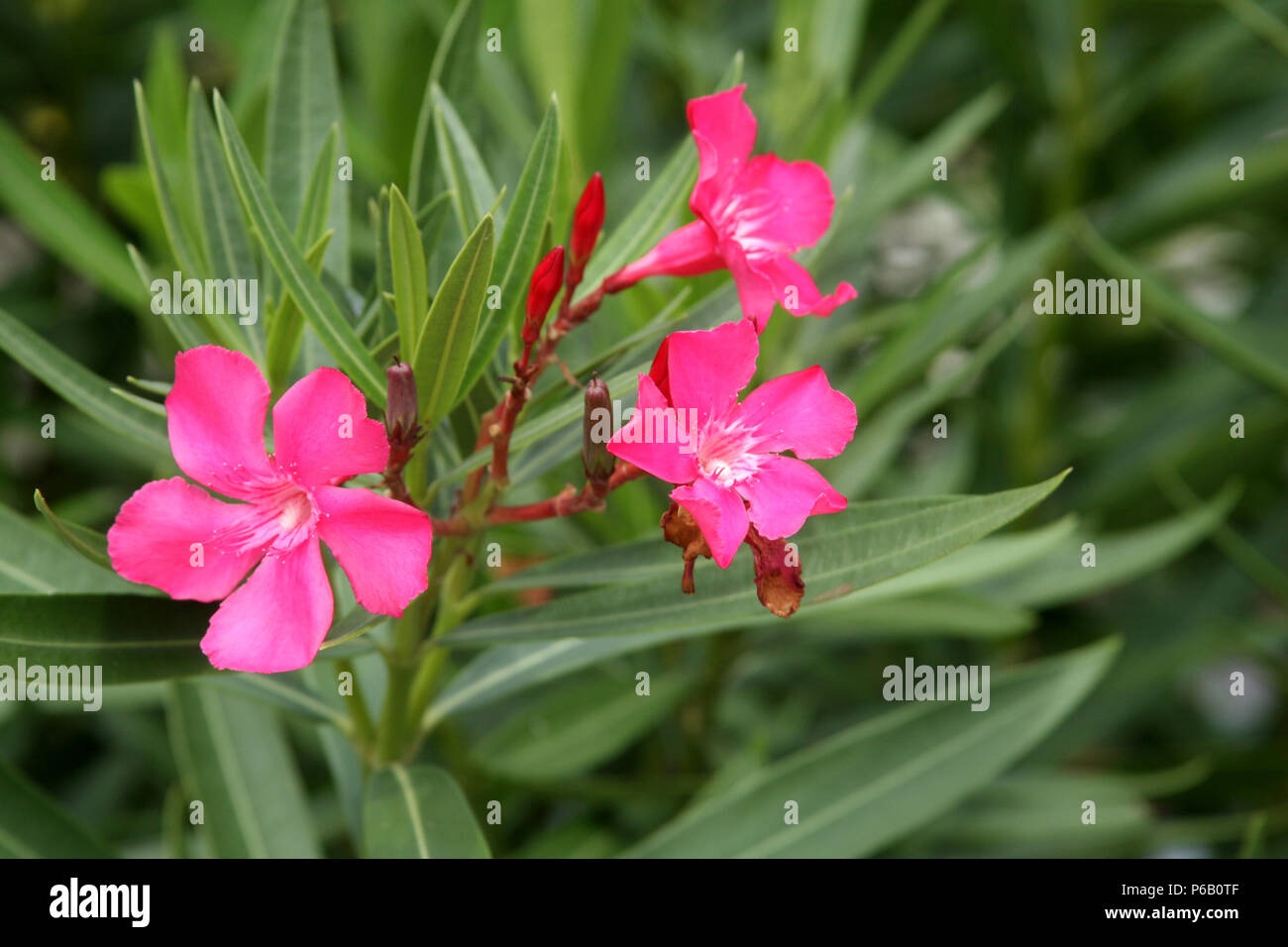 Close up of dark pink Oleander flowers Stock Photo - Alamy