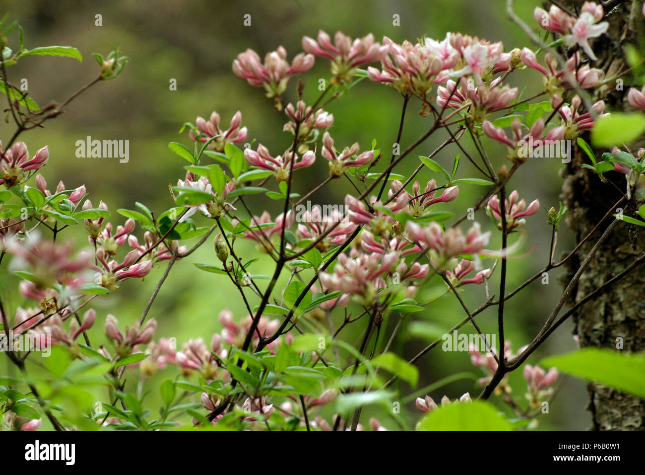 Azalea buds in springtime Stock Photo - Alamy