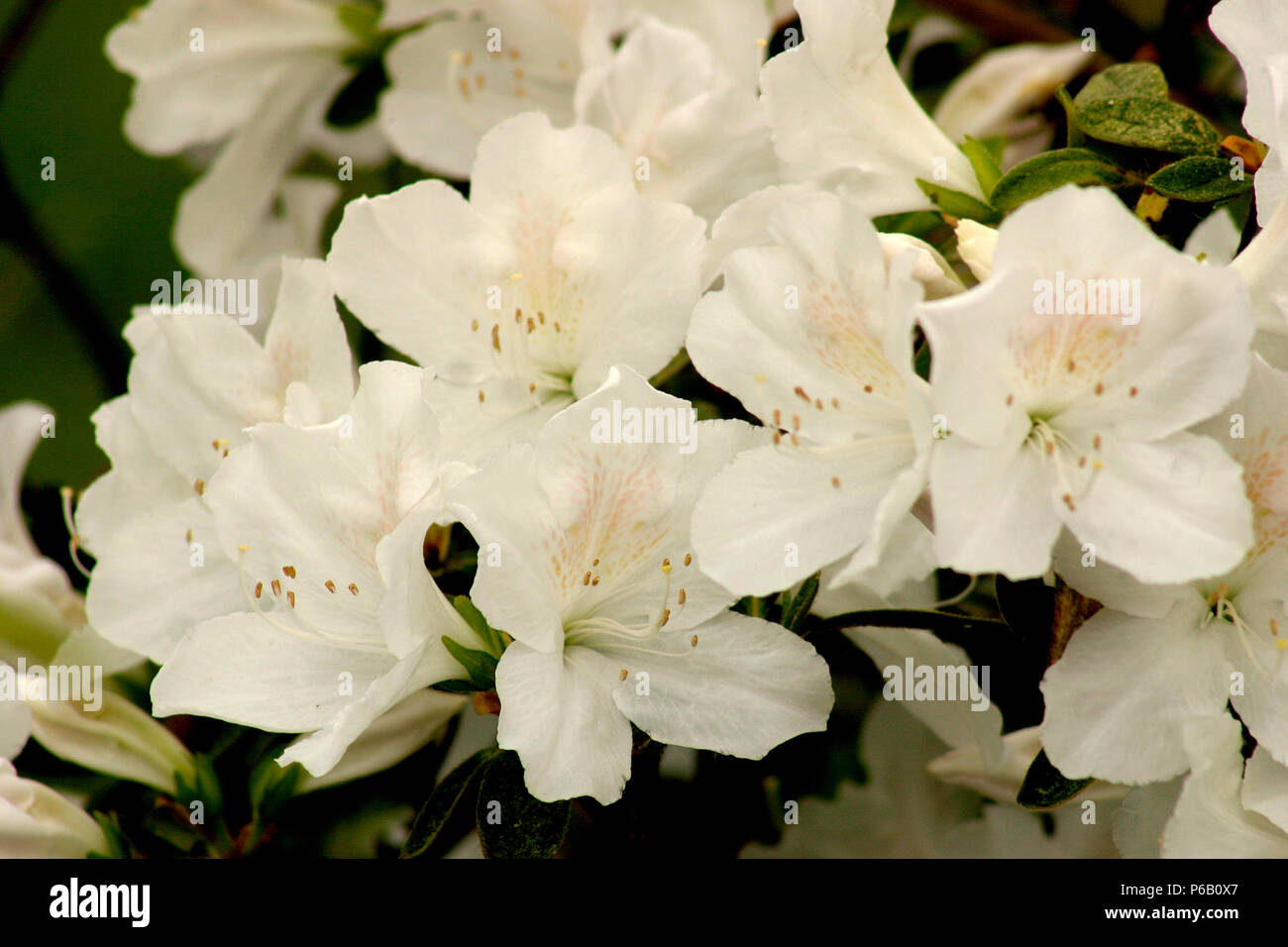 White azalea shrub hi-res stock photography and images - Alamy
