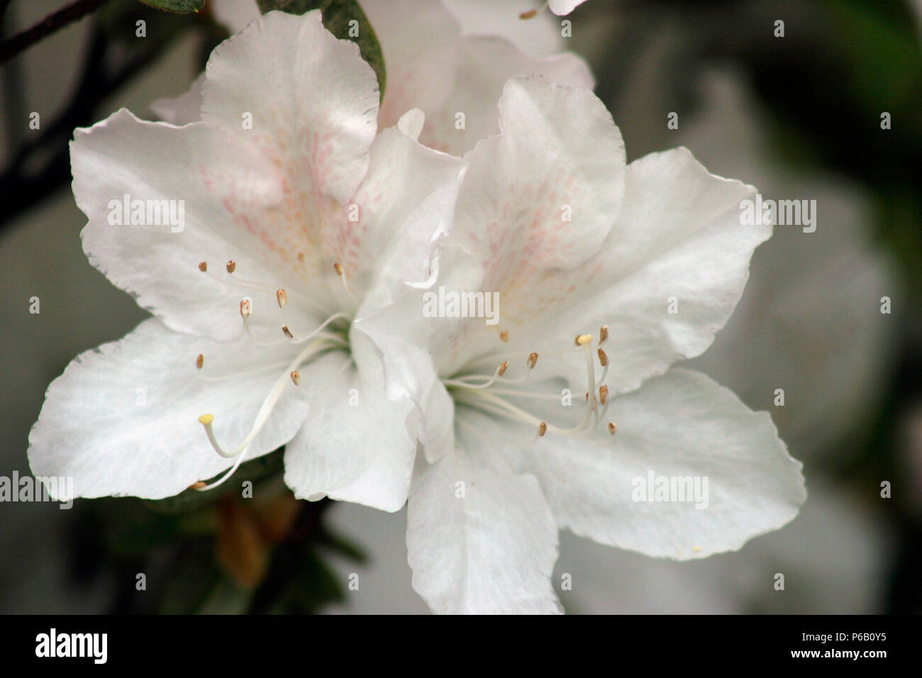 Cultivate azaleas hi-res stock photography and images - Alamy